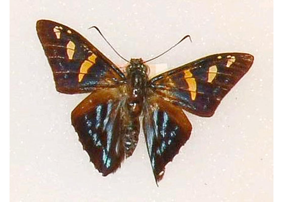 Phocides pialia pialia (Hewitson, 1857); Comments: TL: Brazil