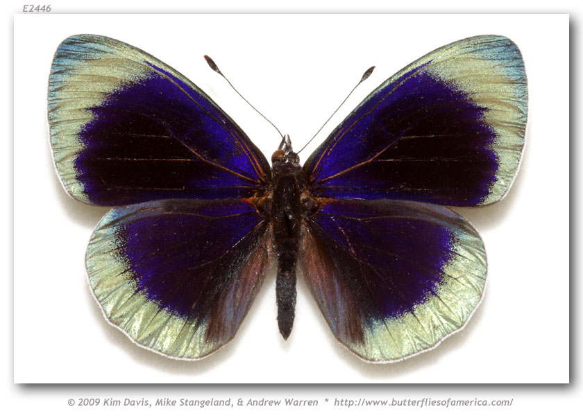 Asterope d. degandii (pinned specimens)
