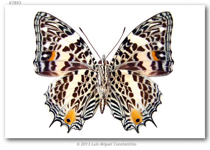 Baeotus deucalion ♂ COLOMBIA: AMAZONAS, Rio Amacayacu, 27-XII-2001