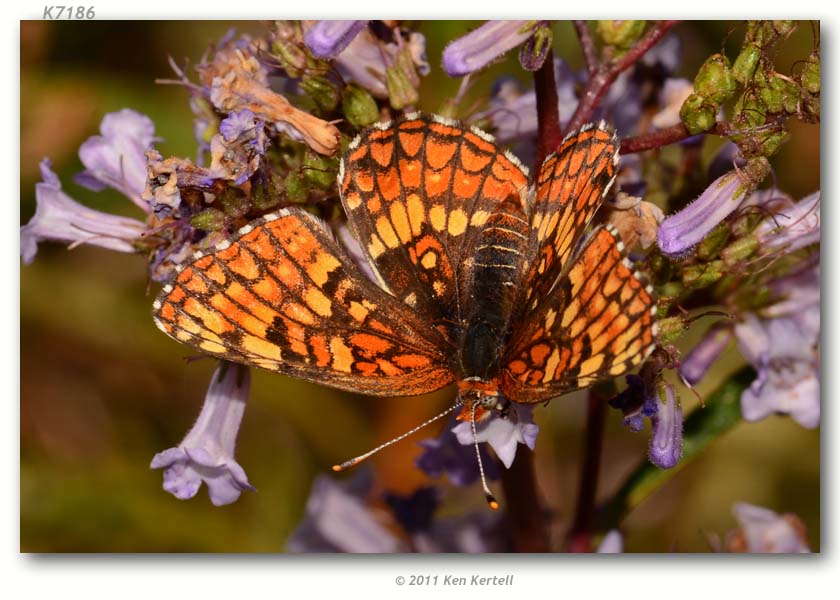 Chlosyne palla australomontana J. Emmel, T. Emmel & Mattoon, 1998