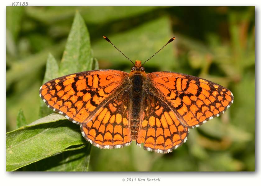 Chlosyne palla australomontana (live adults, page 1)
