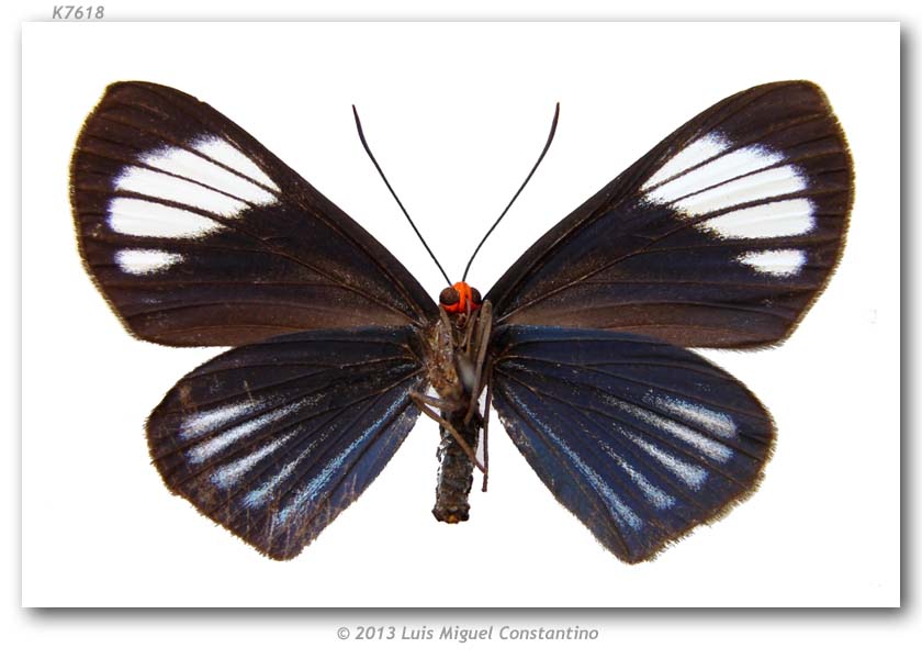 Esthemopsis chocoana (type specimens)