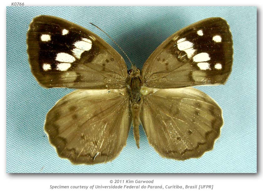 Eunica marsolia fasula (pinned specimens)