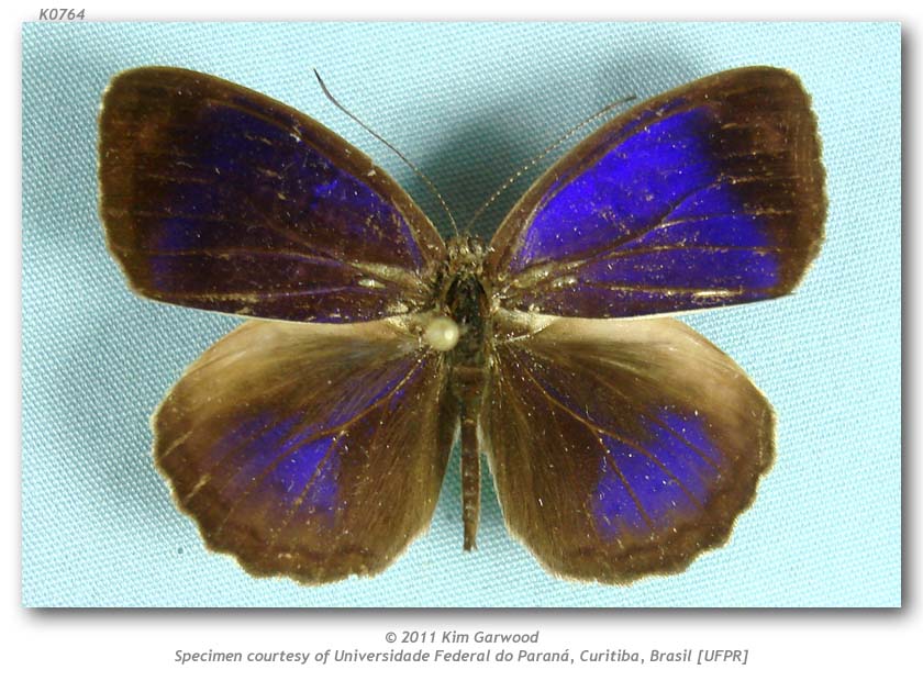 Eunica marsolia fasula (pinned specimens)