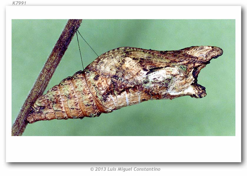Heraclides homothoas (immatures)