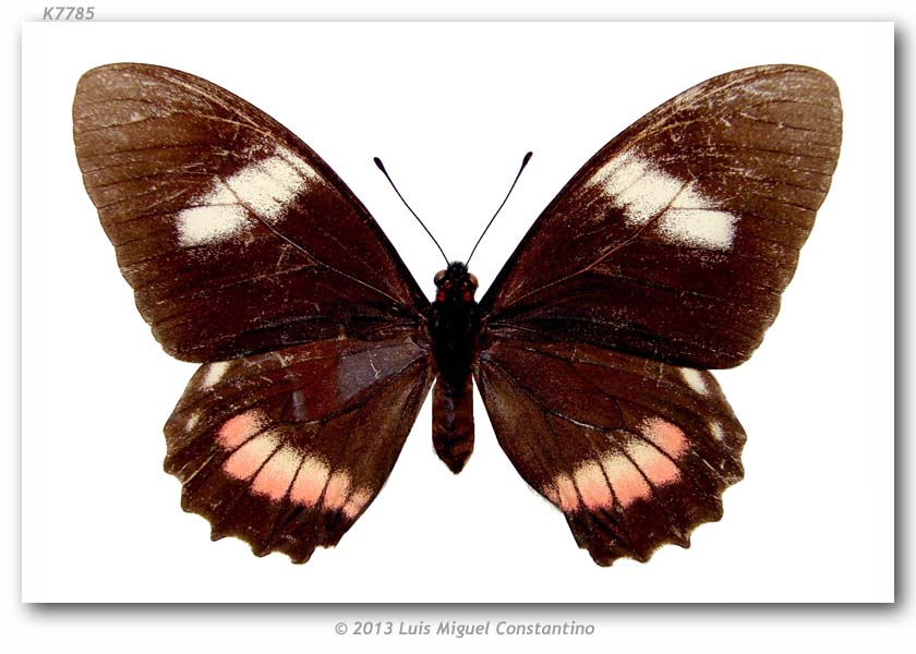 Mimoides euryleon pithonius (pinned specimens)