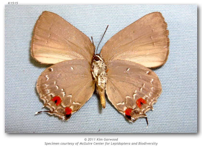 Olynthus ostia (pinned specimens)