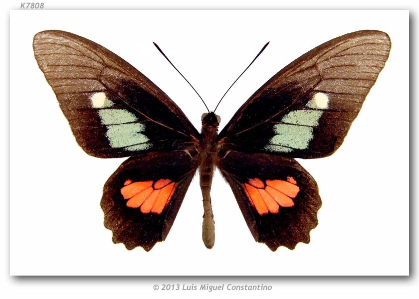 Parides eurimedes eurimedes (Stoll, 1782); Comments: TL: Berbices