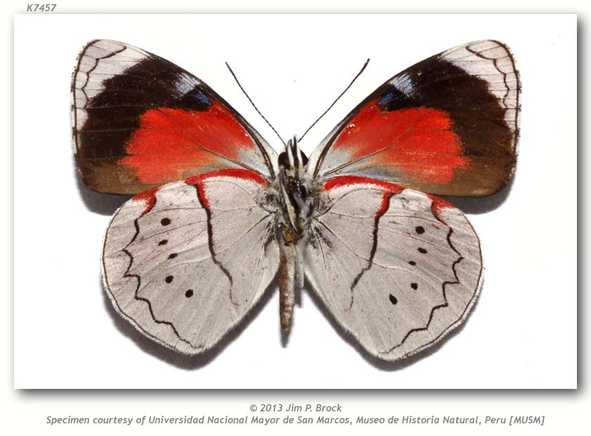 Perisama p. paralicia (pinned specimens)