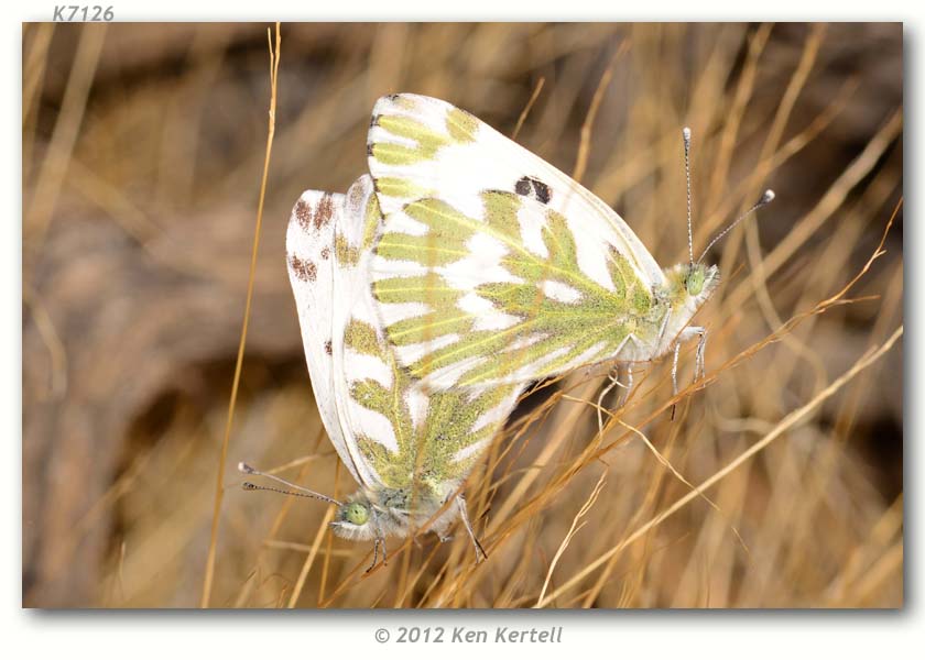 Pontia beckerii (W. H. Edwards, 1871)