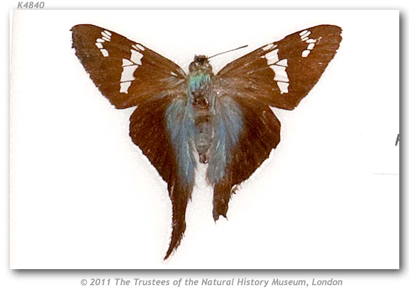 Ridens harpagus (type specimens)