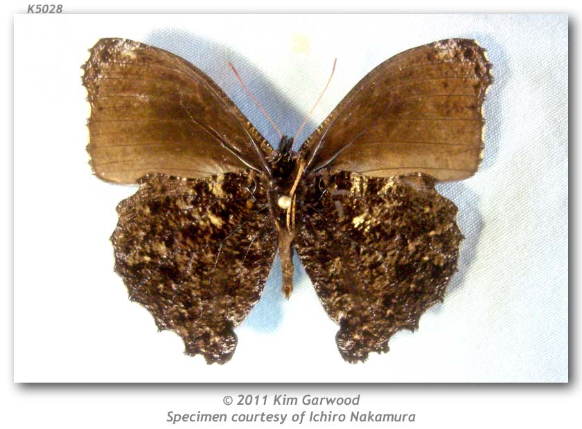 Steroma superba superba A. Butler, 1868; Comments: TL: Bolivia