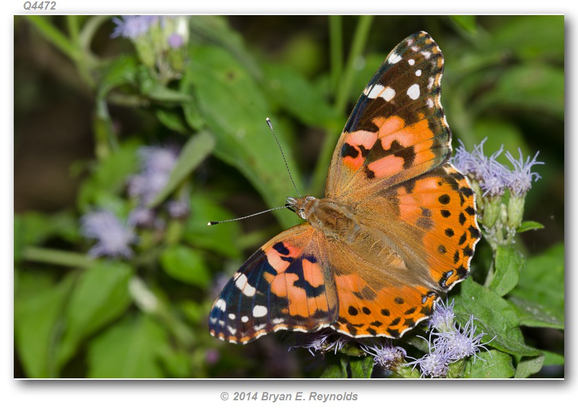 Vanessa cardui (live adults, page 2)