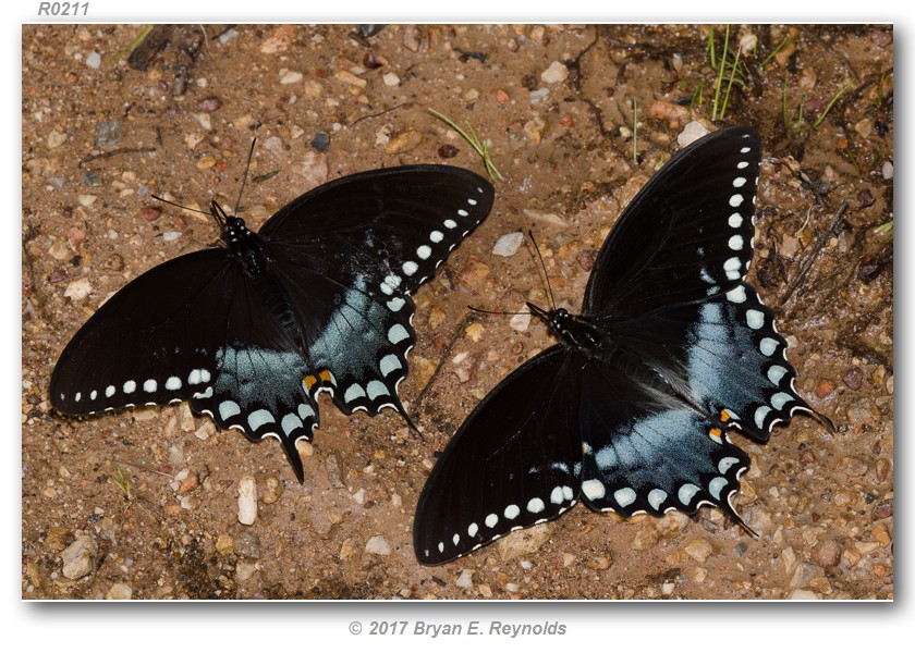 Pterourus t. troilus (live adults, page 1)