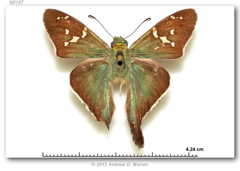 Aguna spicata (type specimens)