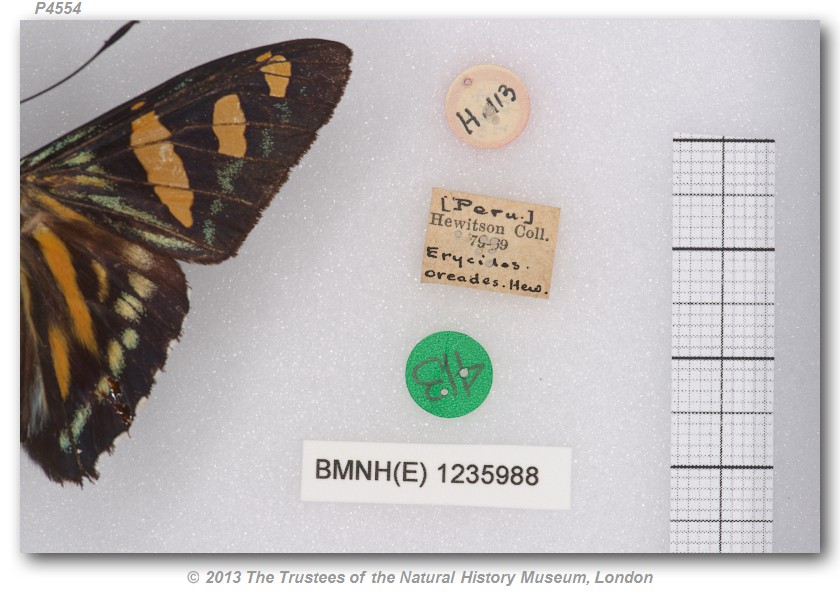 Phocides o. oreides (type specimens)
