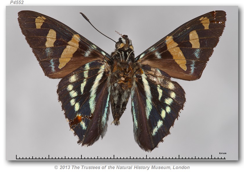 Phocides o. oreides (type specimens)