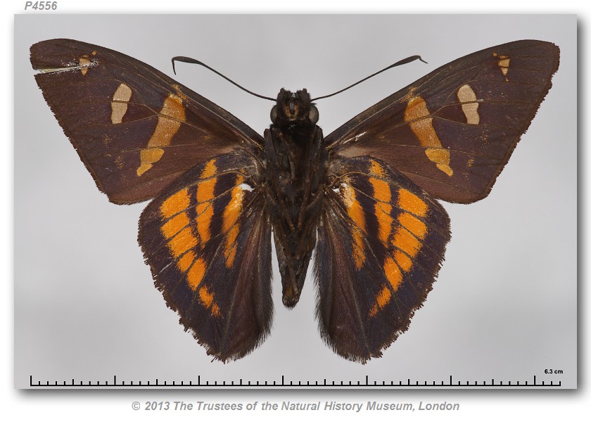 Phocides y. yokhara (type specimens)