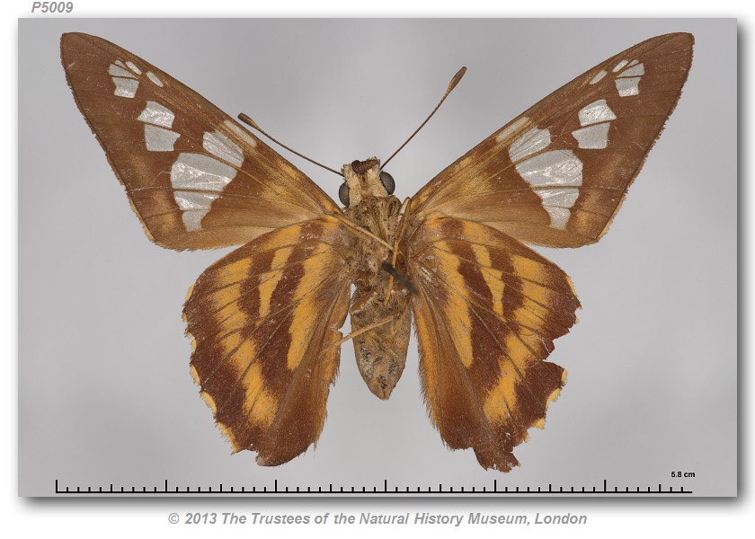 Phocides lincea (pinned specimens)