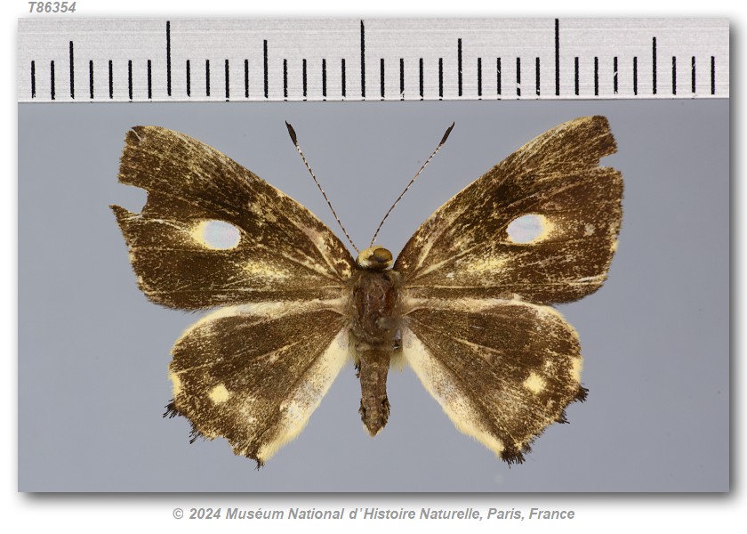 Anteros aurigans (type specimens)