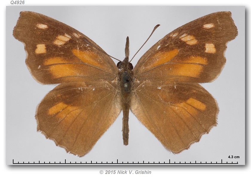 Libytheana carinenta larvata (type specimens)