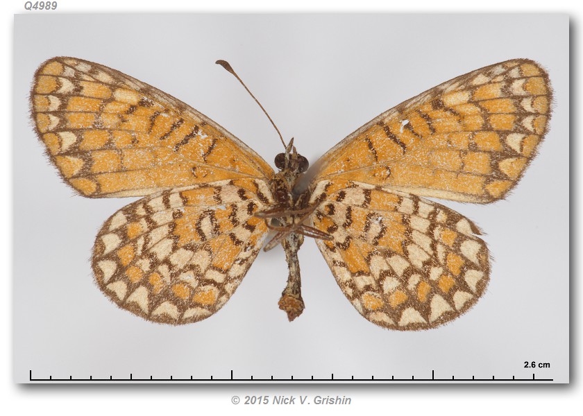 Microtia d. dymas (type specimens)