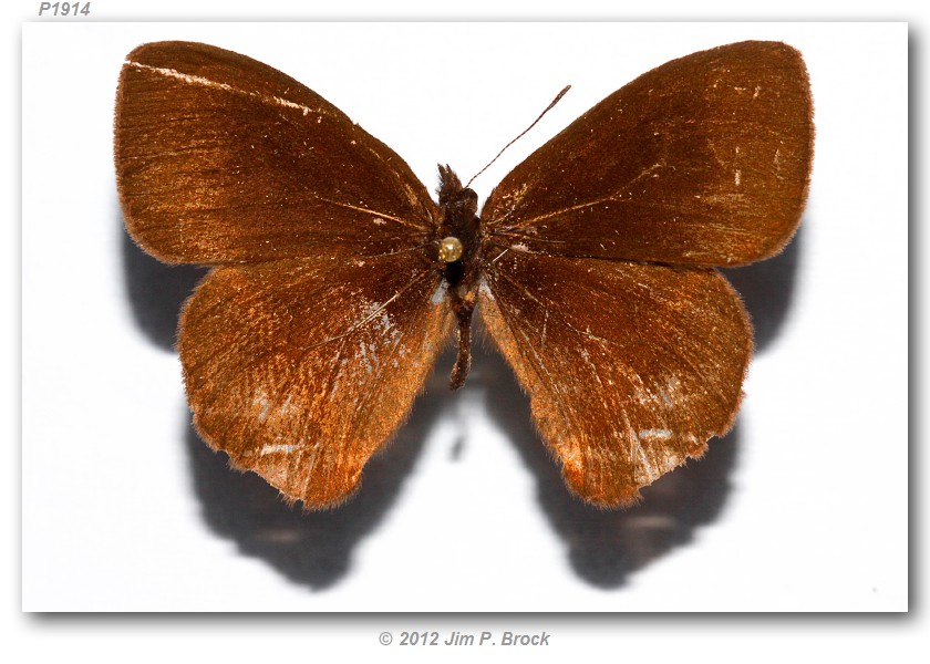 Manerebia h. haywardi (pinned specimens)