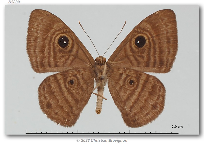 Mesosemia w. walteri (type specimens)