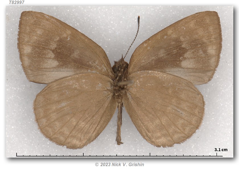 Cephetola c. catuna (type specimens)
