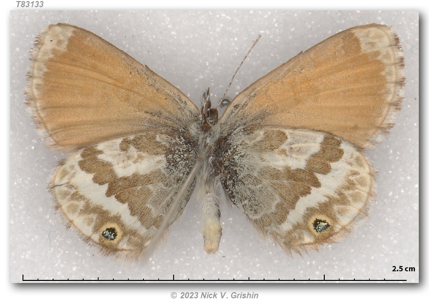 Harpendyreus meruana (type specimens)