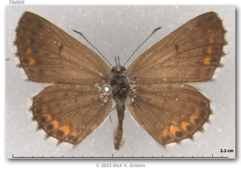 Aricia myrmecias mandschurica (Staudinger, 1892)