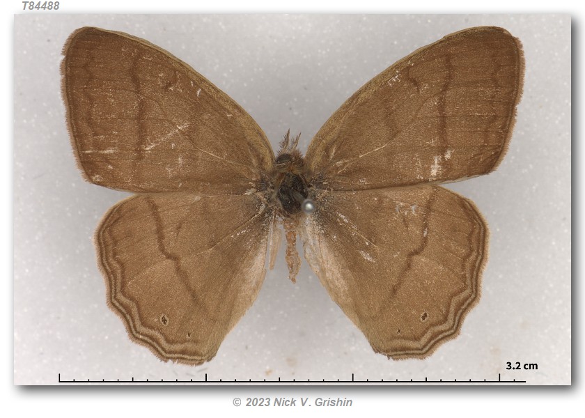 Paryphthimoides p. poltys (type specimens)