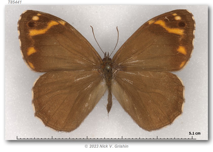 Chonala p. praeusta (Leech, 1890)