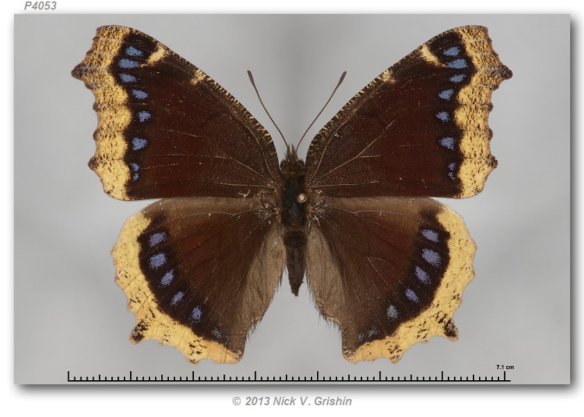 Nymphalis a. antiopa (Linnaeus, 1758)