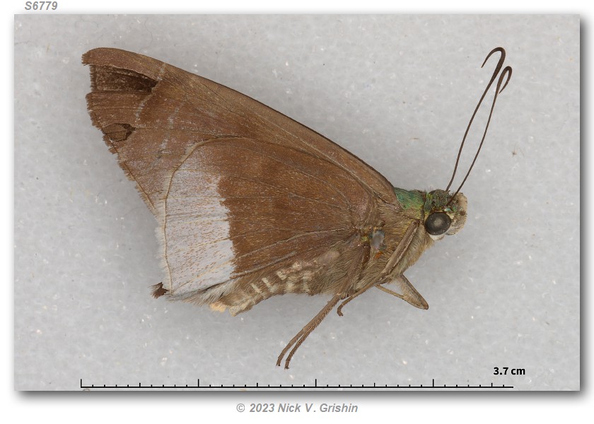 Telegonus alardus aquila (pinned specimens)