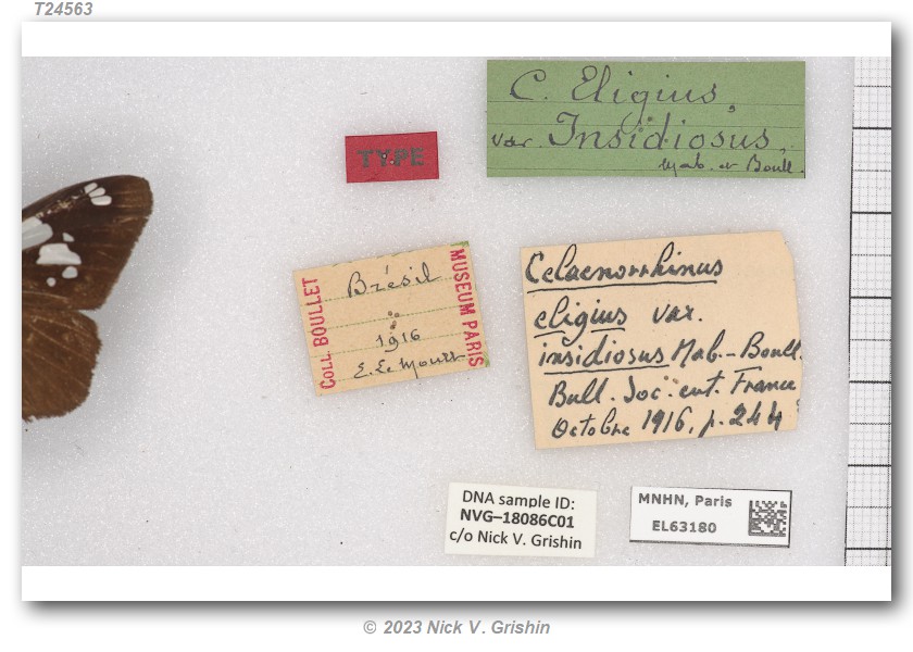 Celaenorrhinus eligius punctiger (type specimens)