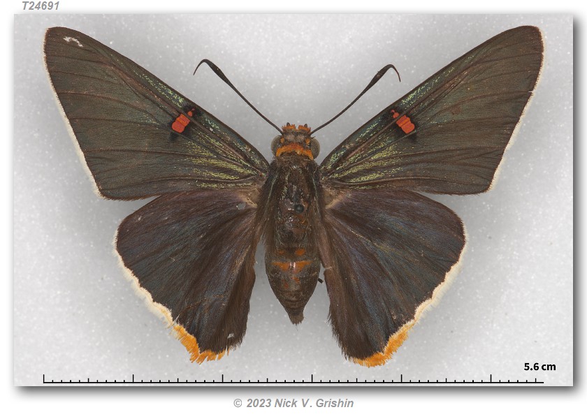 Phocides polybius phanias (type specimens)