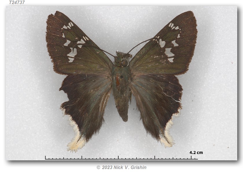 Ridens biolleyi (type specimens)
