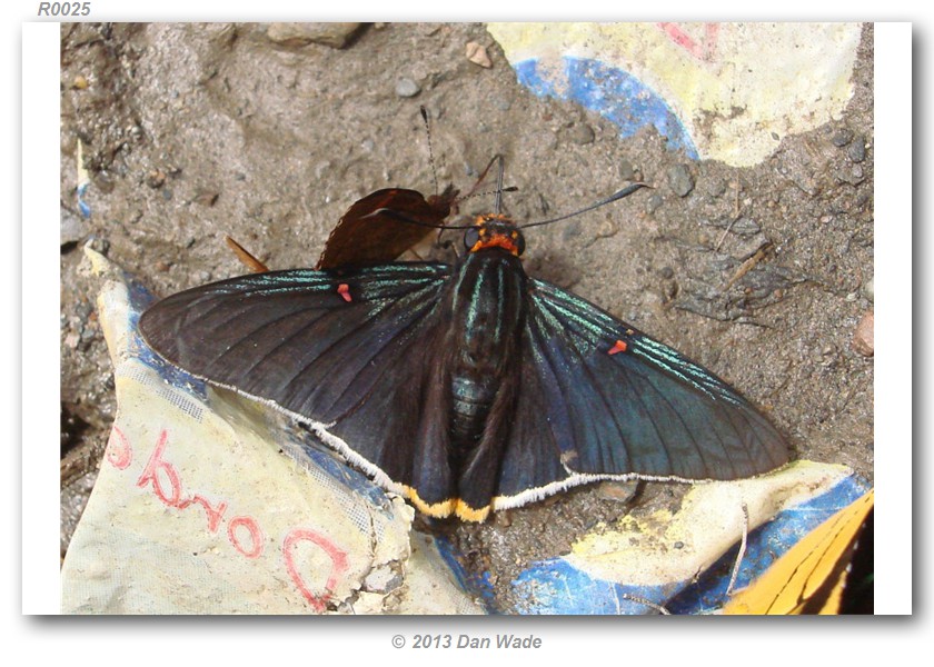 Phocides polybius phanias (Burmeister, 1880)