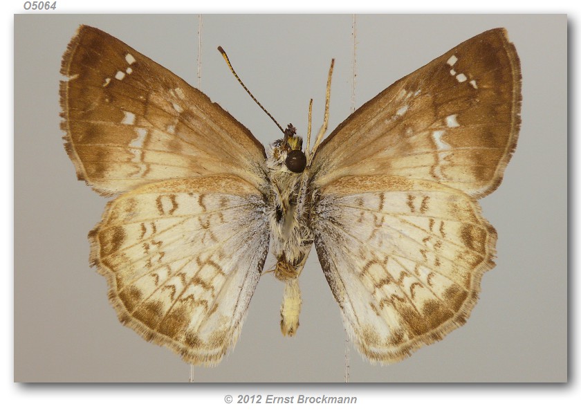 Carrhenes calidius (pinned specimens, page 1)