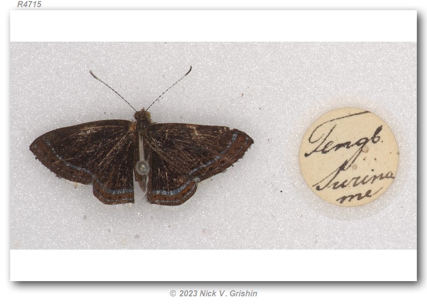 Detritivora cleonus (type specimens)