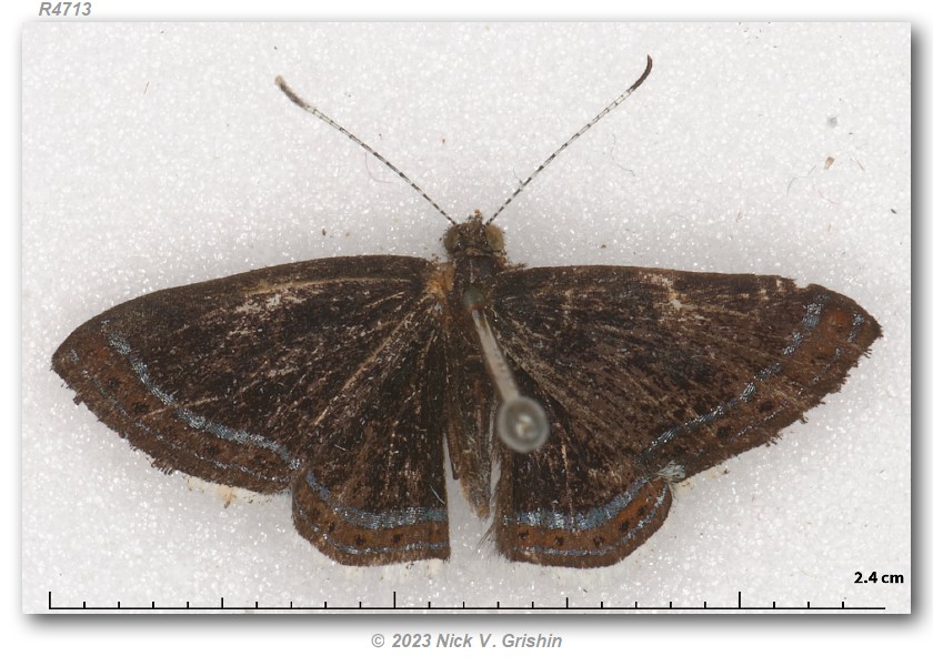 Detritivora cleonus (type specimens)