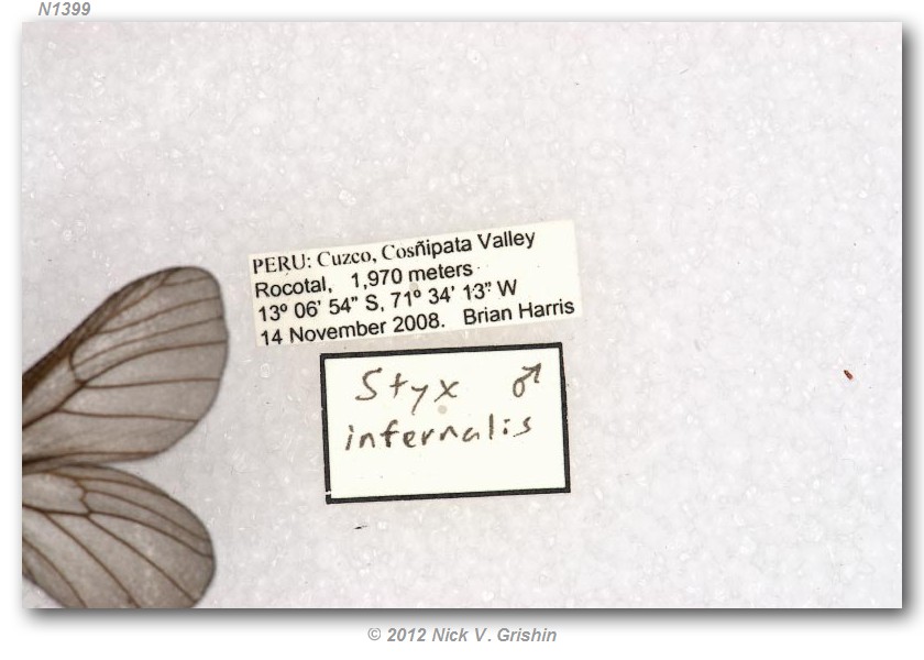 Styx infernalis (pinned specimens)
