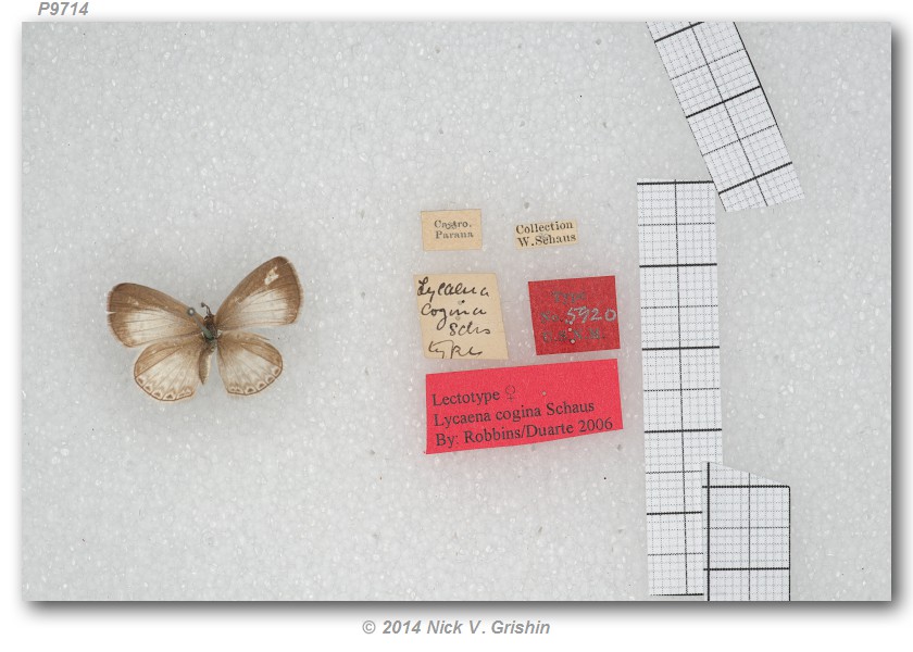 Elkalyce cogina (type specimens)