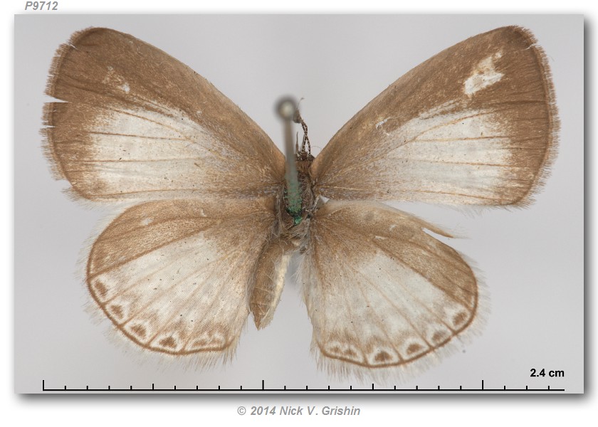 Elkalyce cogina (type specimens)