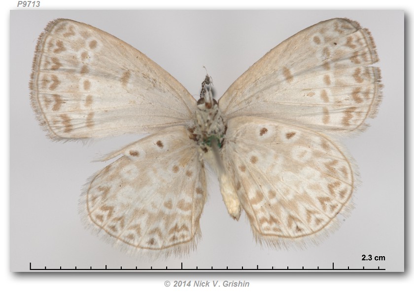 Elkalyce cogina (type specimens)