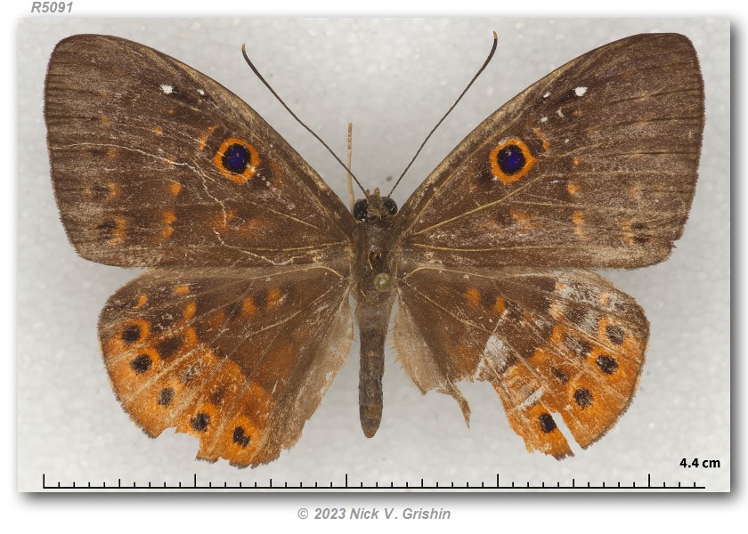 Eurybia c. cyclopia (pinned specimens)