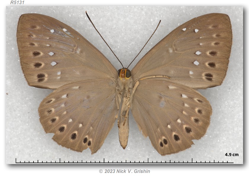 Eurybia albiseriata stellifera (pinned specimens)