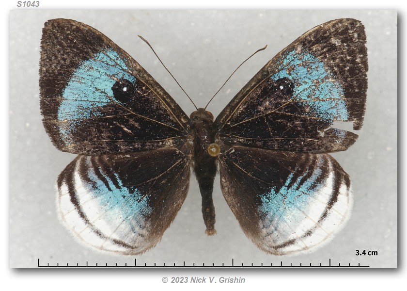Mesosemia philocles thyestes (pinned specimens)