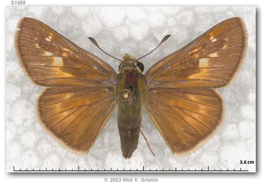 Hesperia ottoe ♀ USA: IL, Winnebago Co., Loves Park, Harlem Hills ...